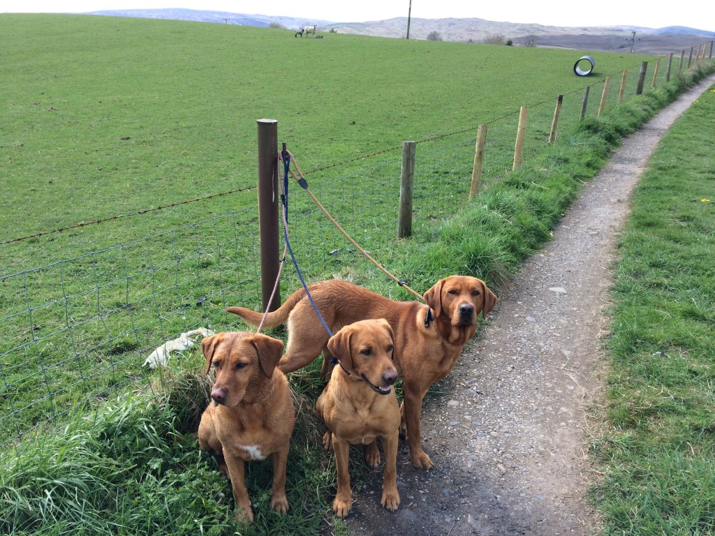 Codex 1962 by Sjón – Safe Return Doubtful